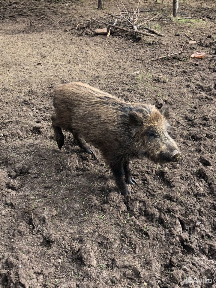 Продам кабанов