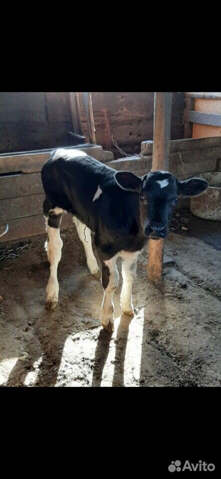 Телёнок и корова