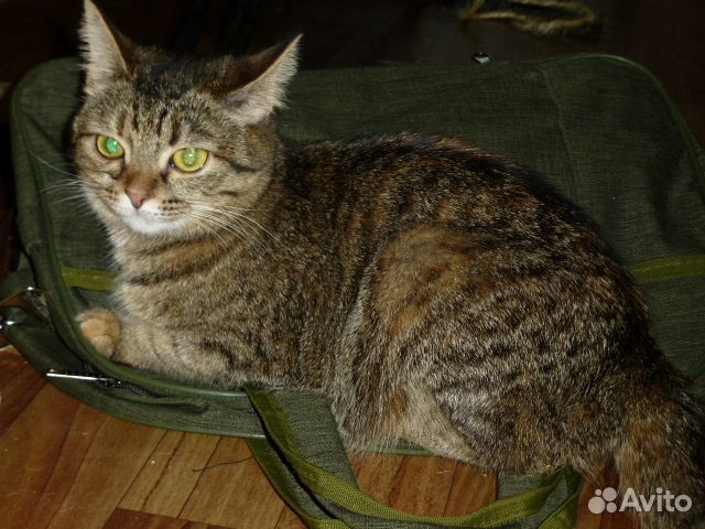 Кошечка-подросток в добрые руки