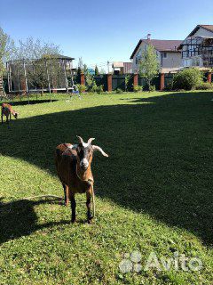 Дойные Козы 75 нубийские первоокотки