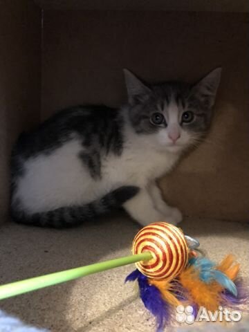 Котенок девочка