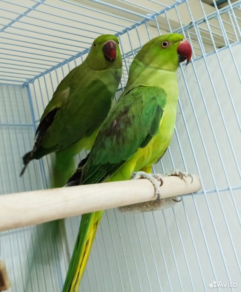 Готовые пары ожереловых попугаев