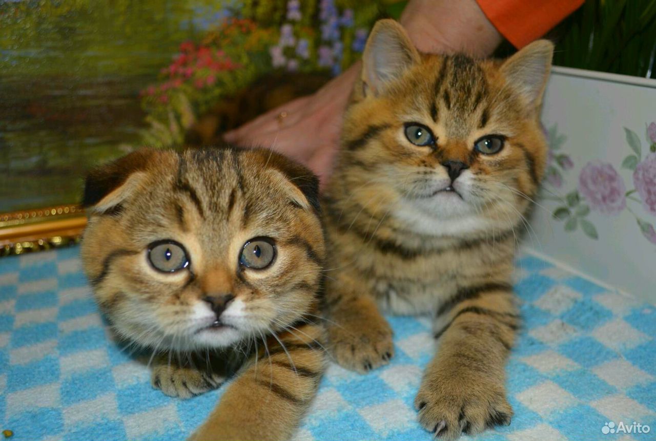 Котятки Шотландские, Клубные, Плюшевые и Пушистики