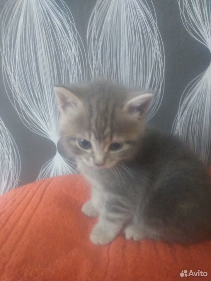 Серый котенок,мальчик,1,5 месяцев