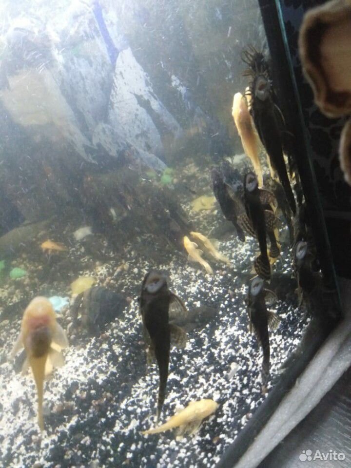 Анцитруссы