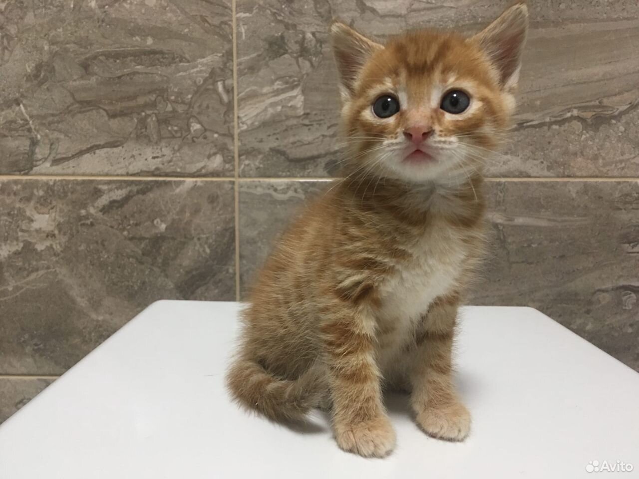 Милашки ищут семью