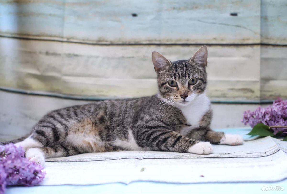 Котик Бонифаций