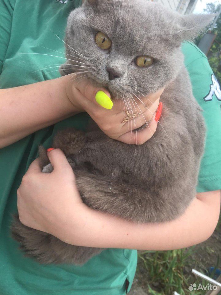 Кот британец