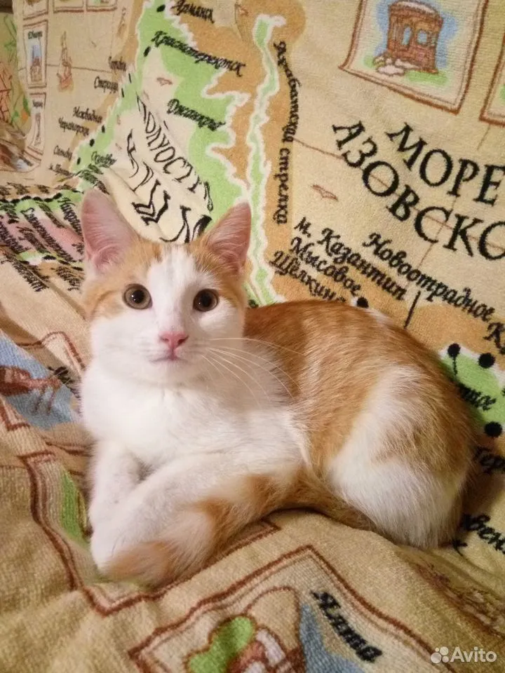 Милая кошечка, 3 -4 мес. Ласковая, здоровая. Ищет