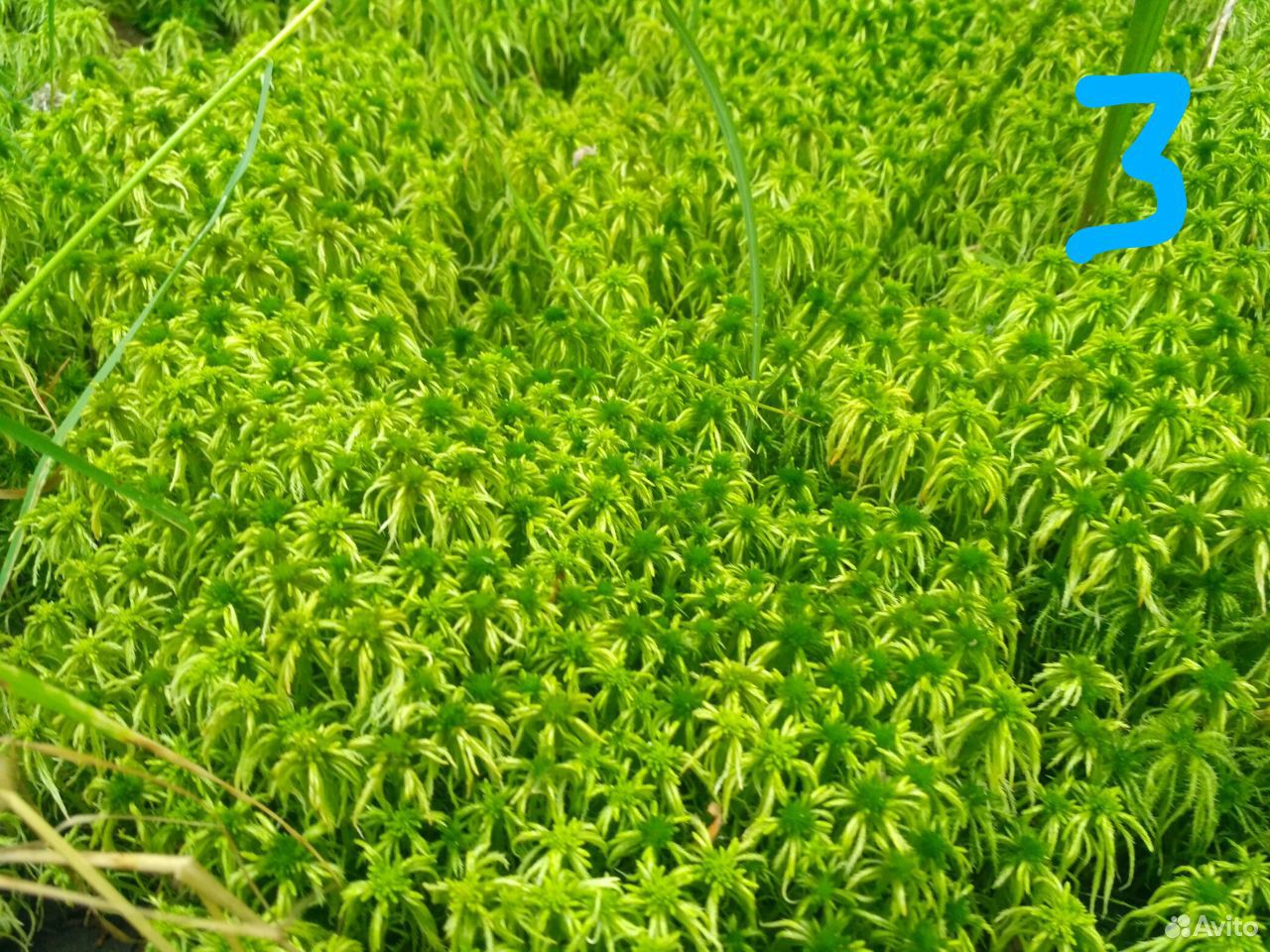 Мох для аквариумных растений