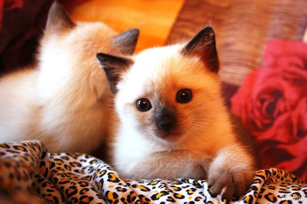 Меконгский бобтейл (тайские котята )