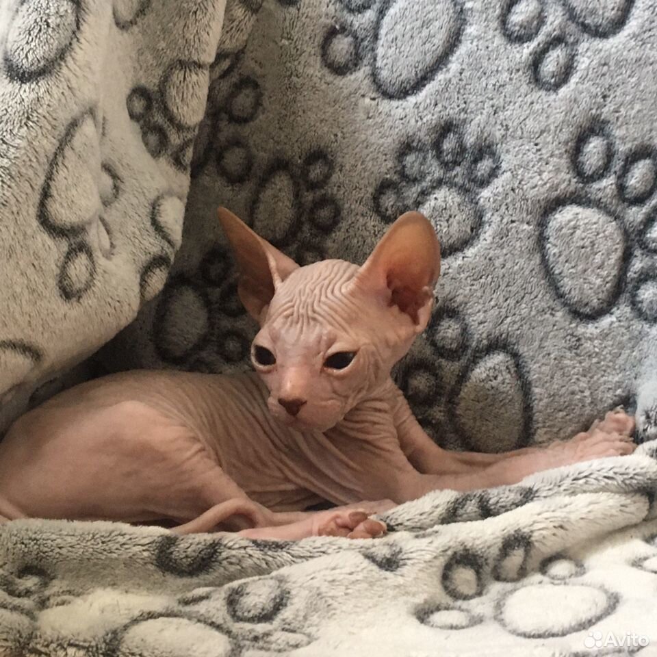 Донской сфинкс