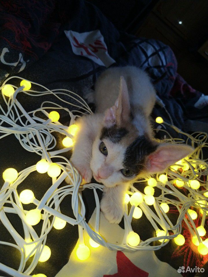 Сфинкс браш