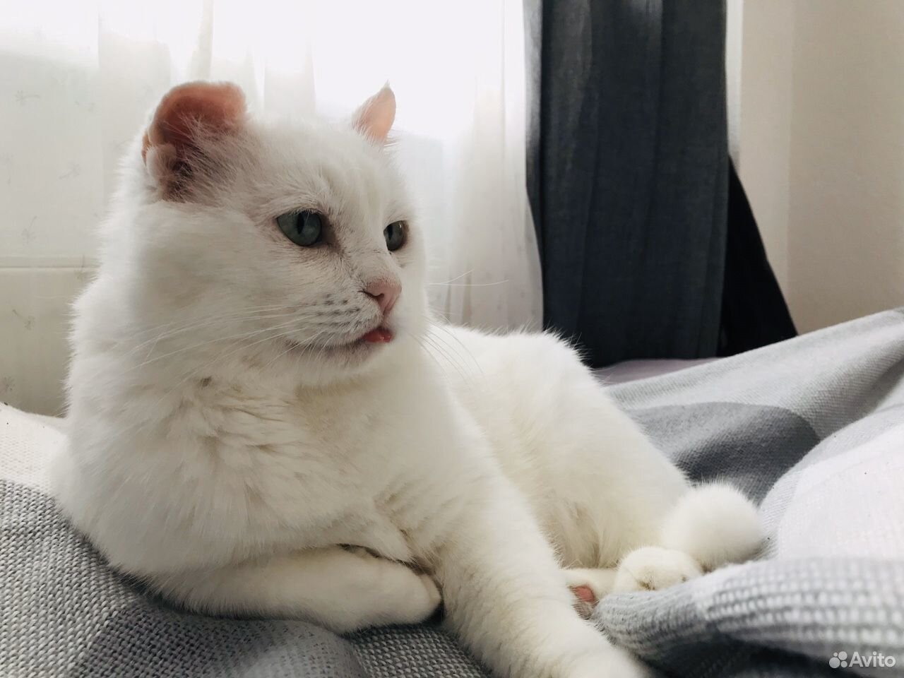Отдам кота