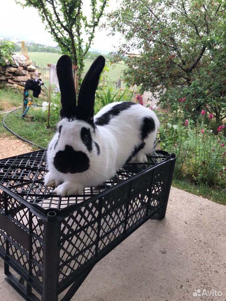 Кролик породы строкач