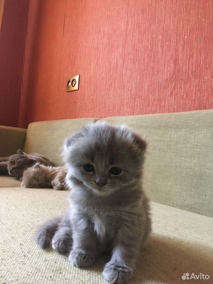 Шотландская вислоухая