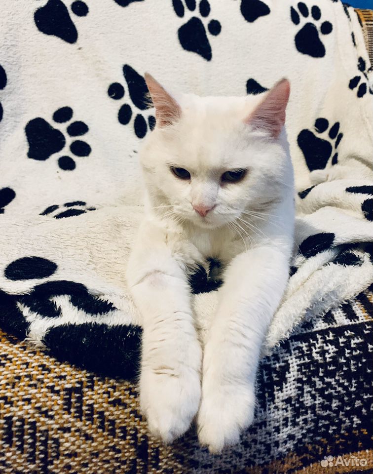 Котик 2 года