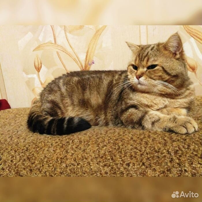 Кот шотландец в дар, кастрирован