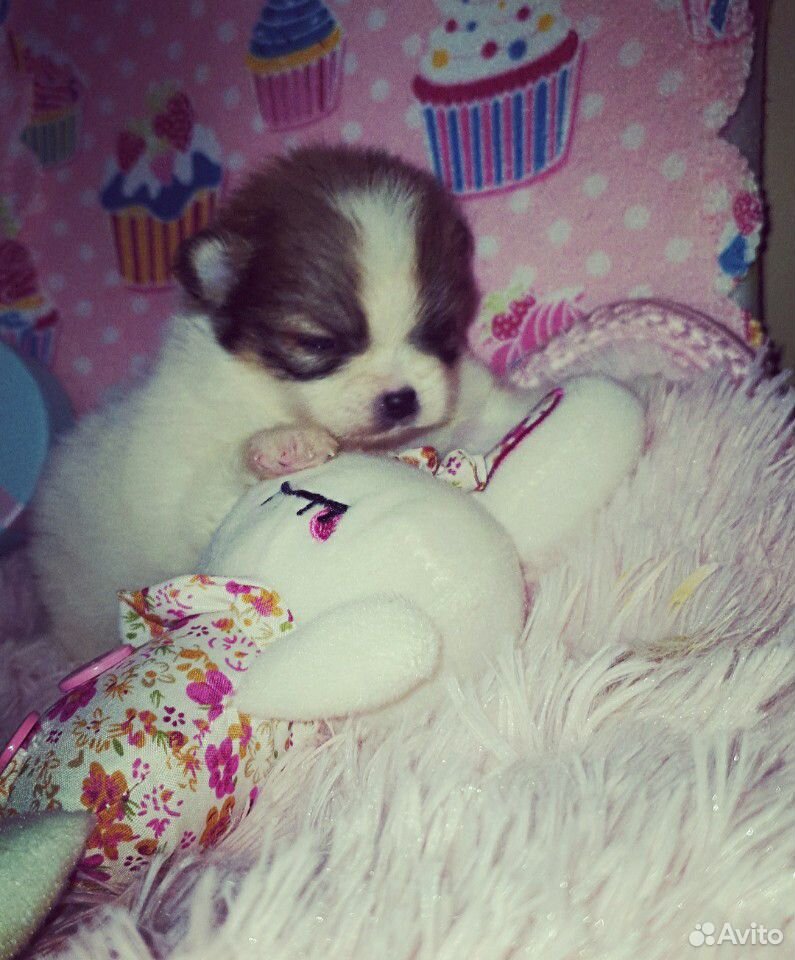 Кукольный минюшка медвежонок шпиц