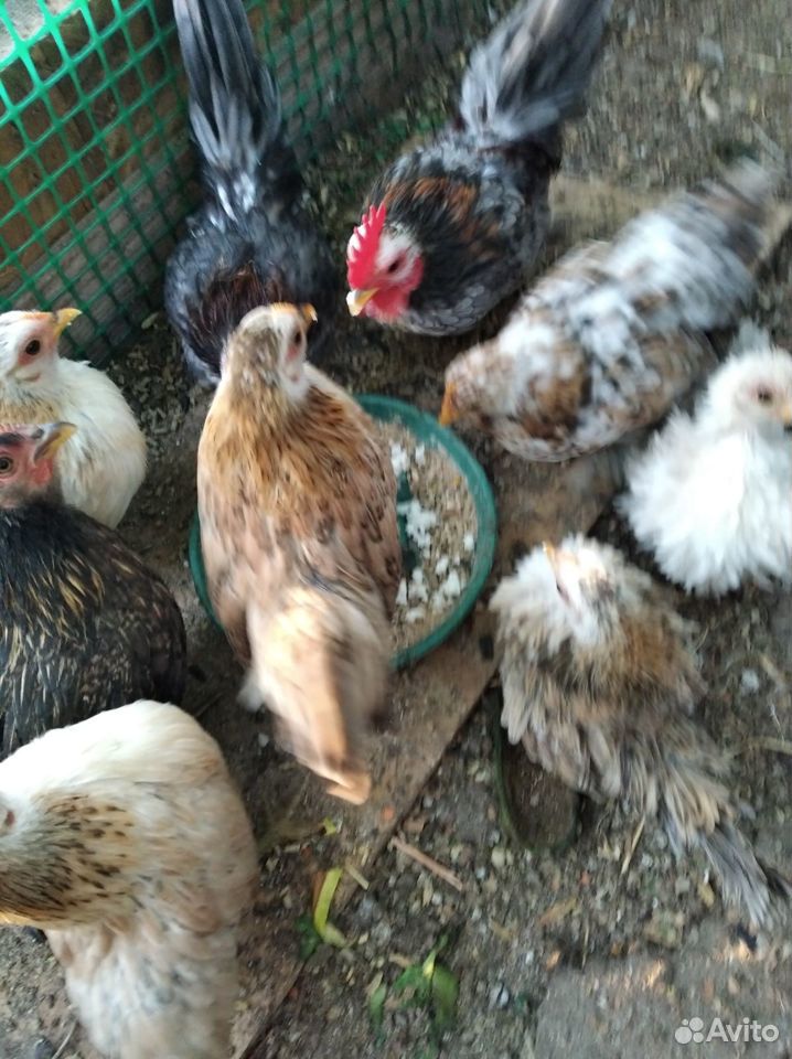 Мини курочки