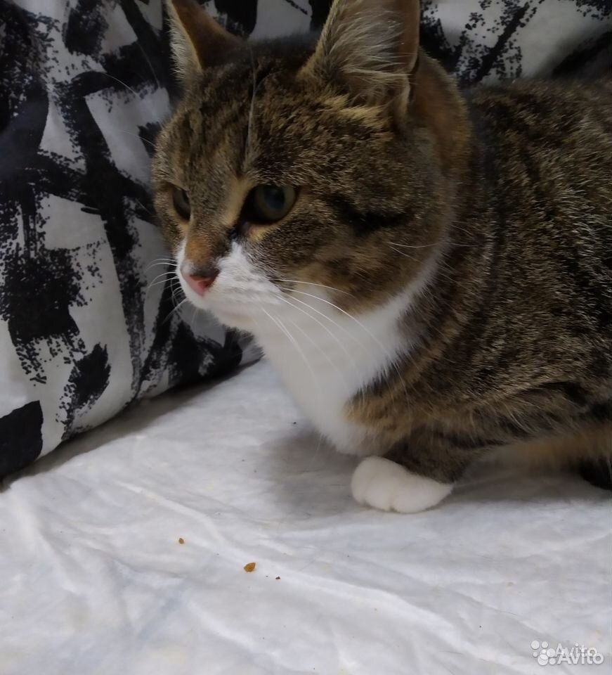 В добрые руки