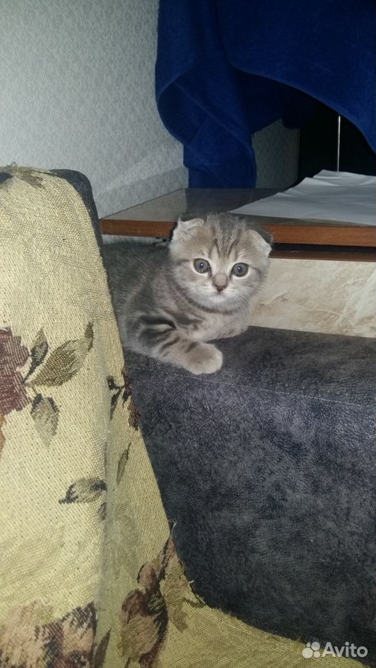 Шотландский котик