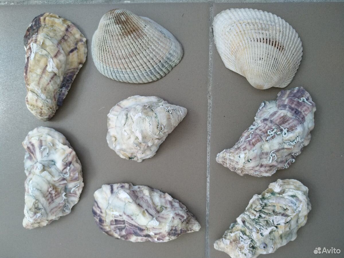 Ракушки морские раковины декоративные аквариумные