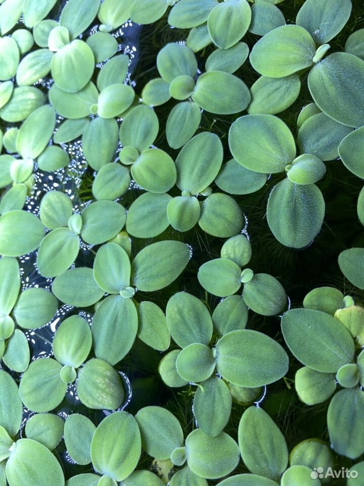 Аквариумные растения, грунт, коряга