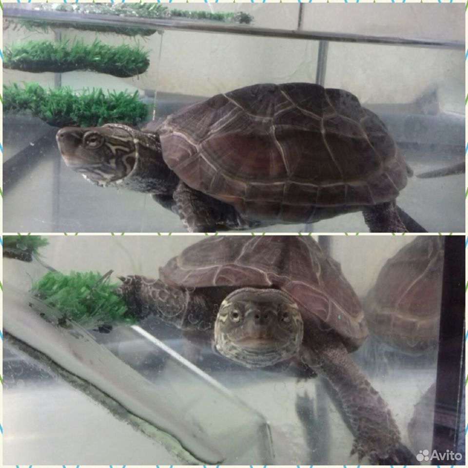 Отдам в дар болотную черепаху