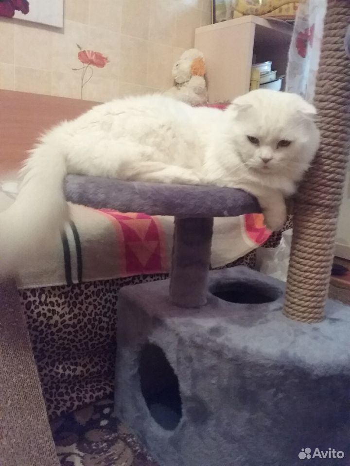Вязка. Вислоухий котик ждет кошечку