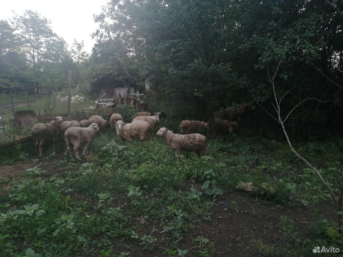 Продам. ягнята и баранчики