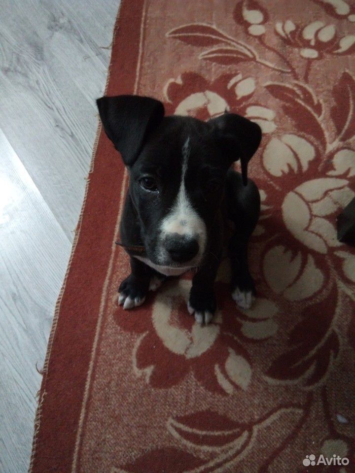 Стаффордширский терьер