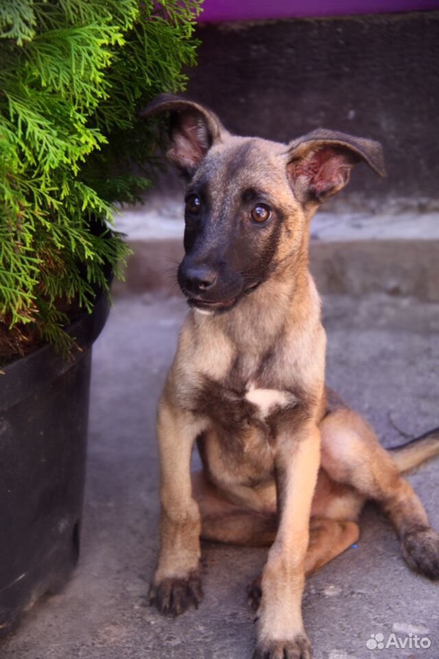 Малыш Гриша отдаётся в добрые руки