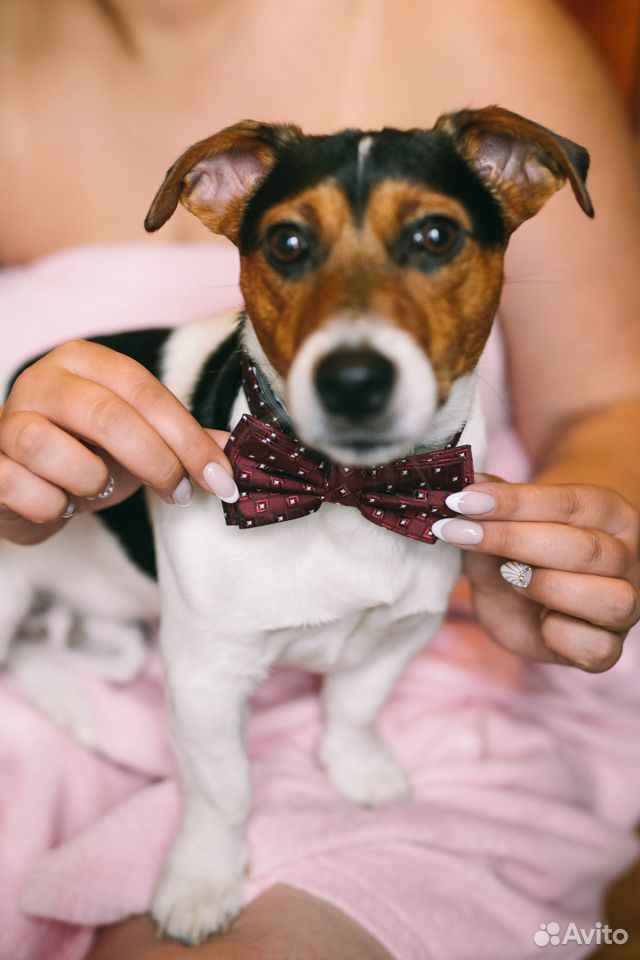 Вязка / случка Джек Рассел