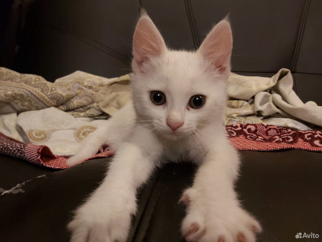 Отдам котенка (кот, котенок, подарю, отдам, нашли)