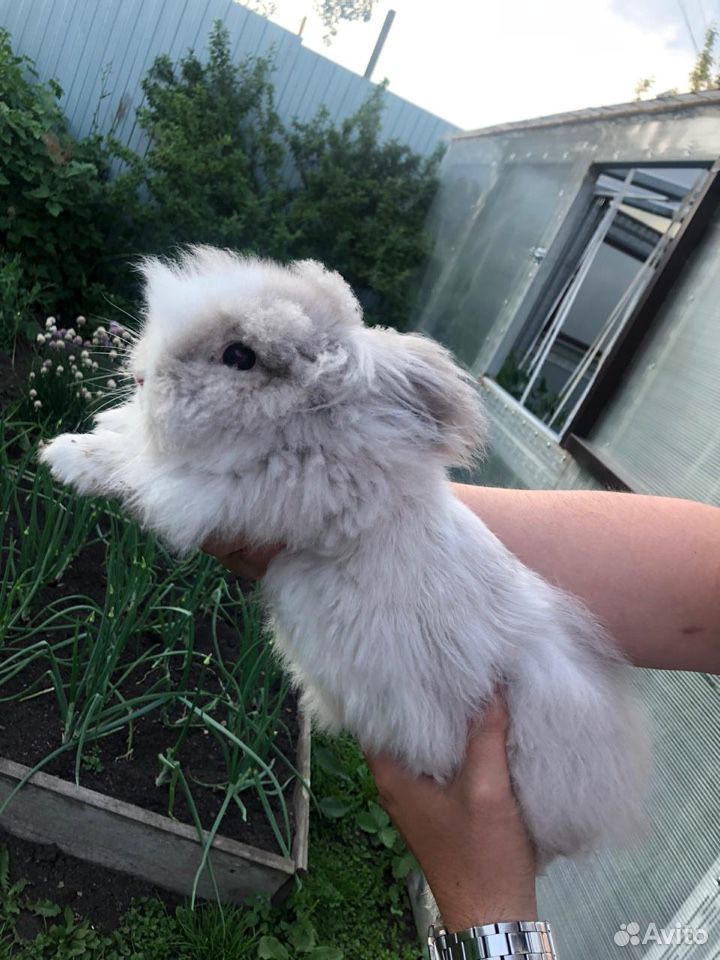 Декоративный ангорский кролик
