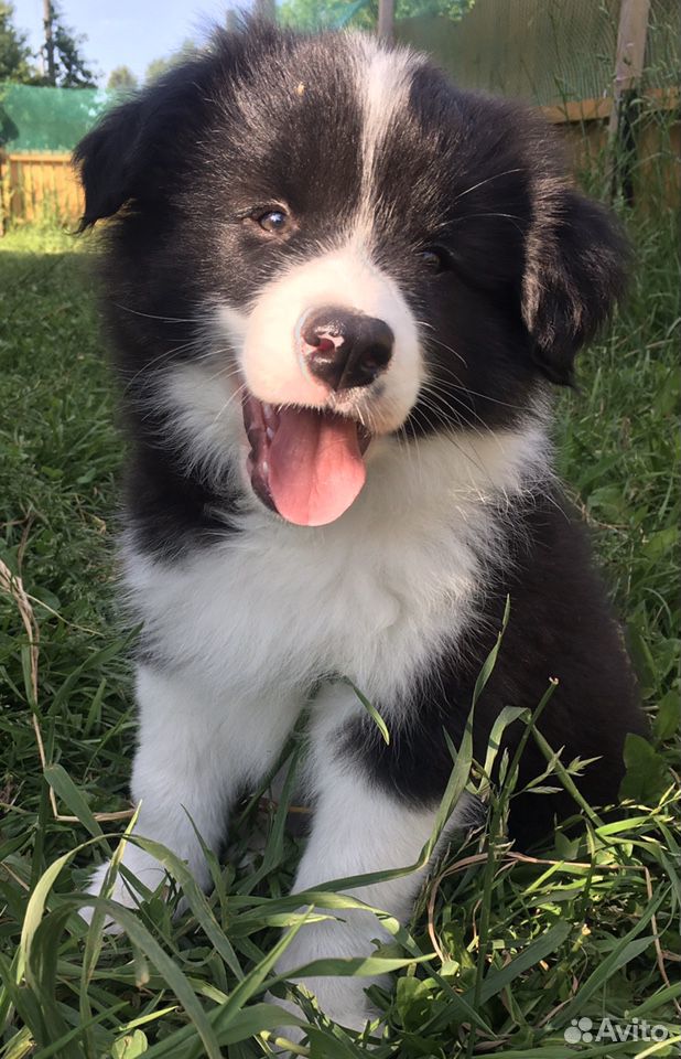 Щенки бордерколли