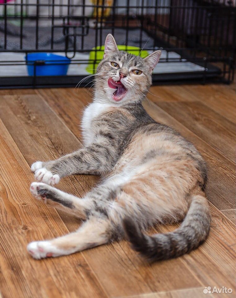 Фенечка (9 мес) ищет дом