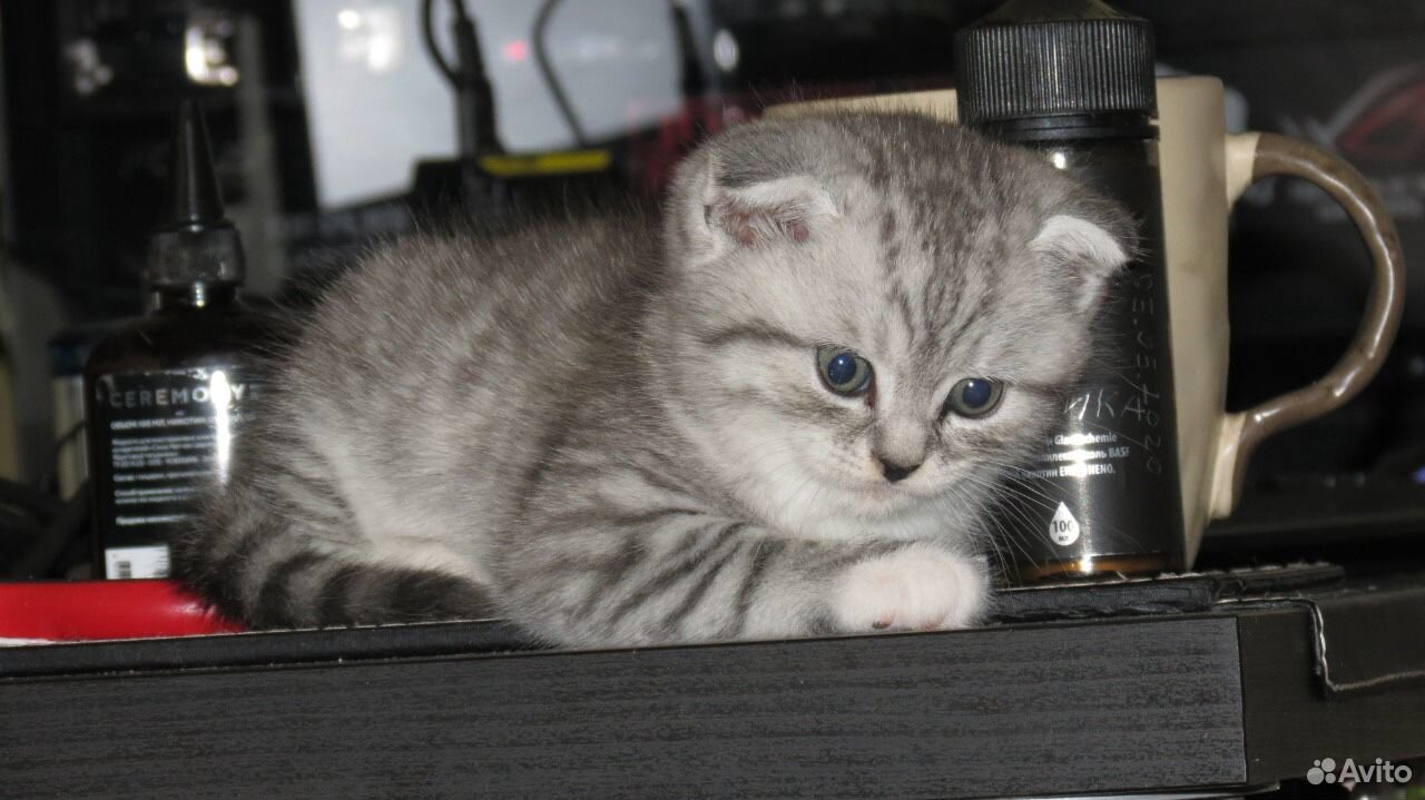 Шотландские котята