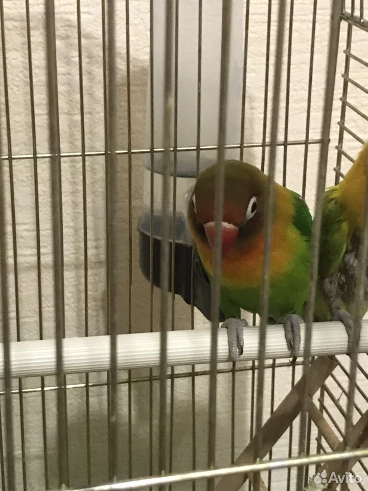 Попугаи Нерозлучники