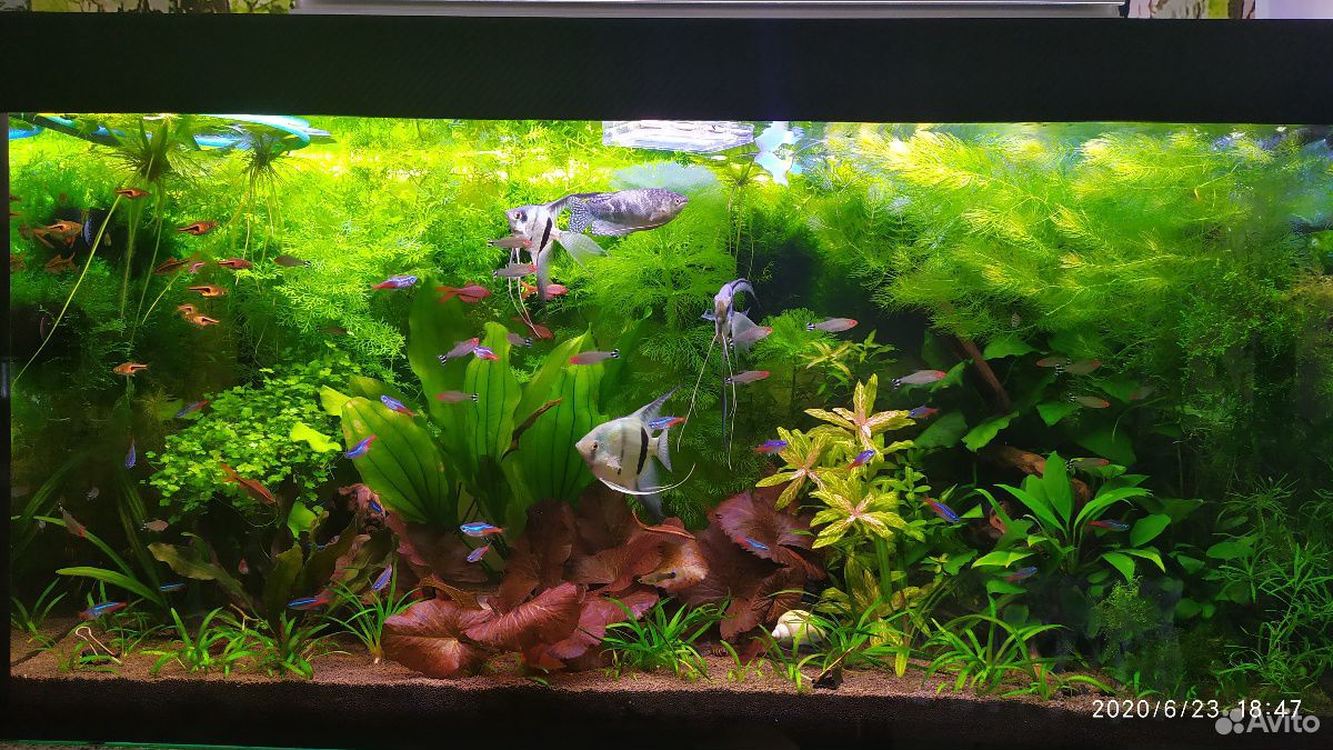 Растения для аквариума