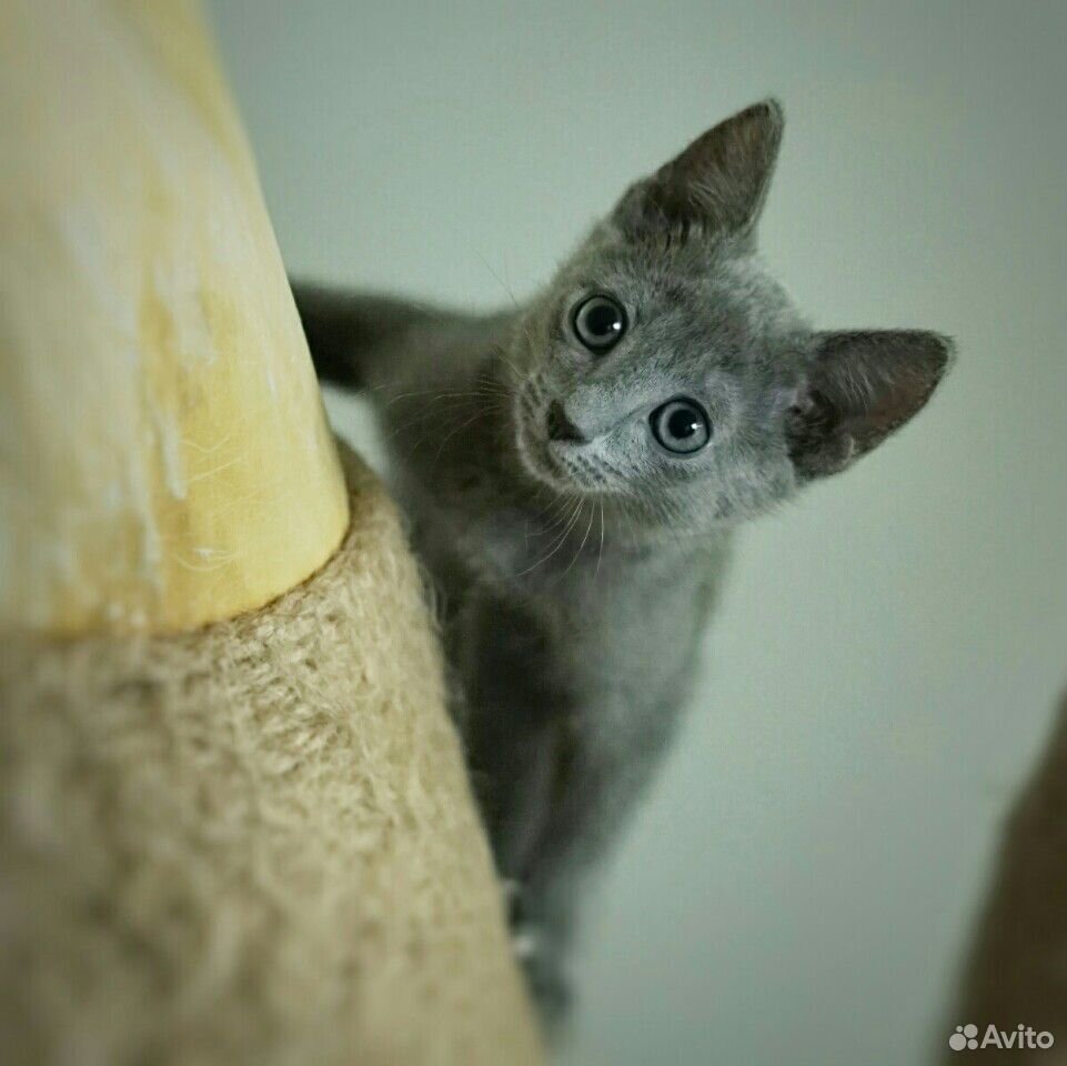 Кошечка породы Русская голубая