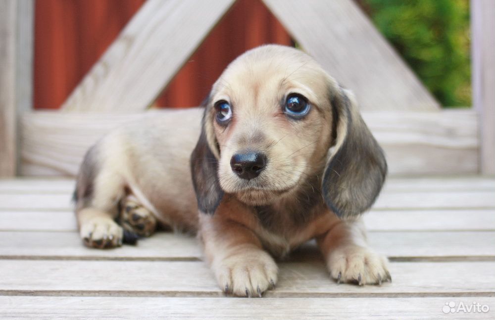 Кремовая девочка