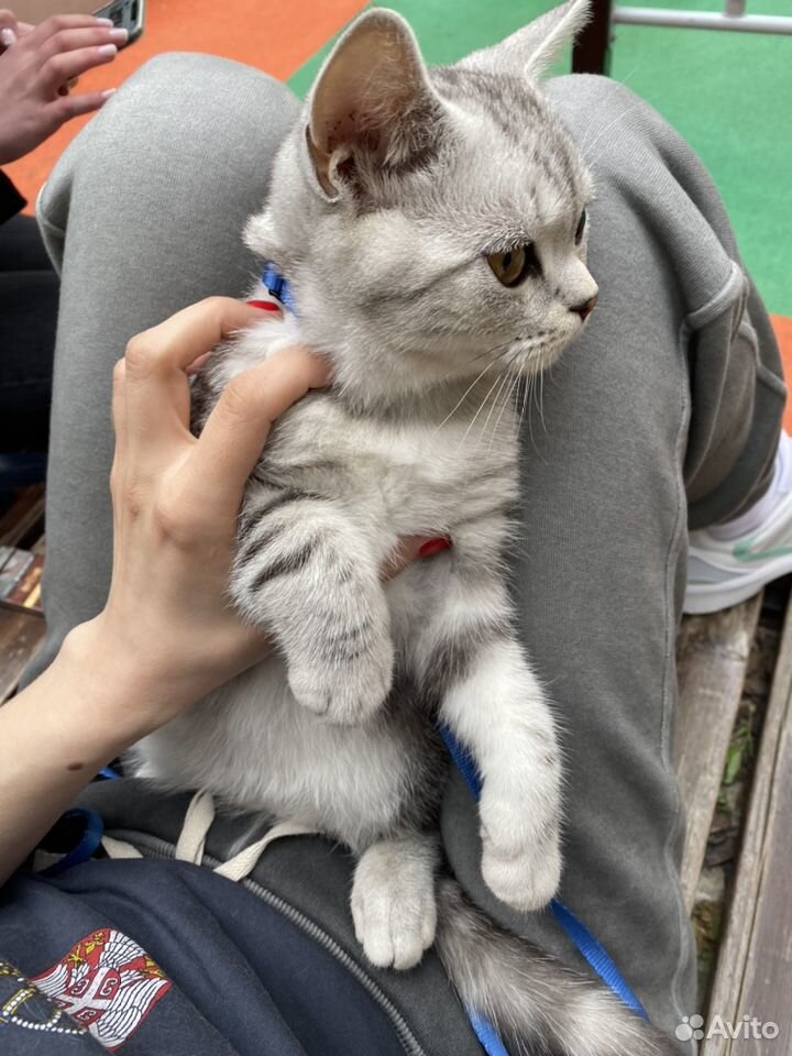 Котёнок скоттиш страйт