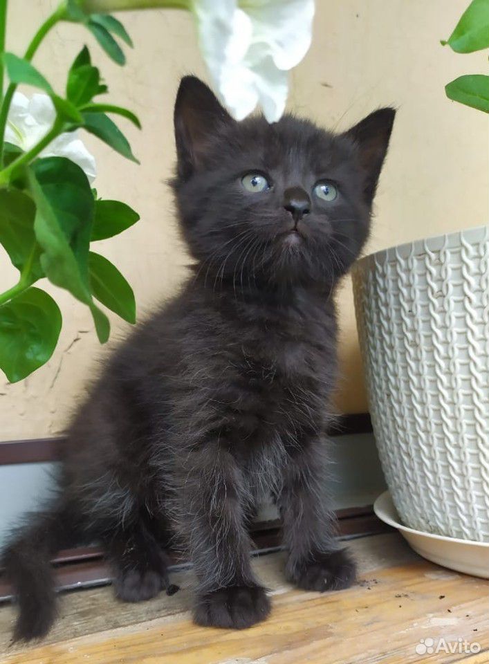 Котнок в добрые руки