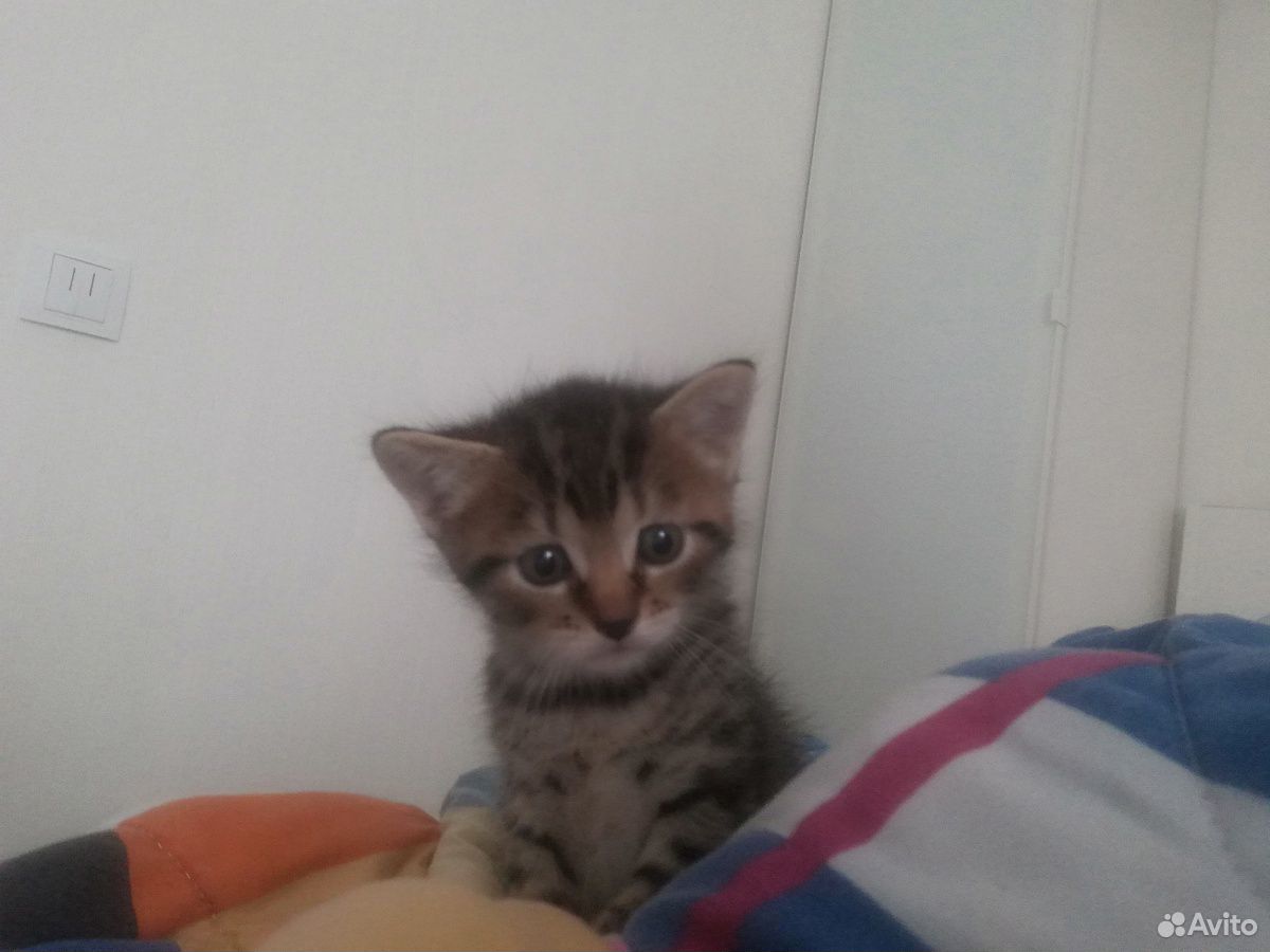 Котенок