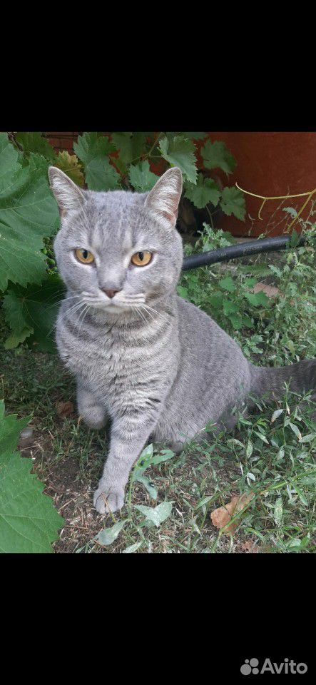 Кот - фенотип британца ищет дом