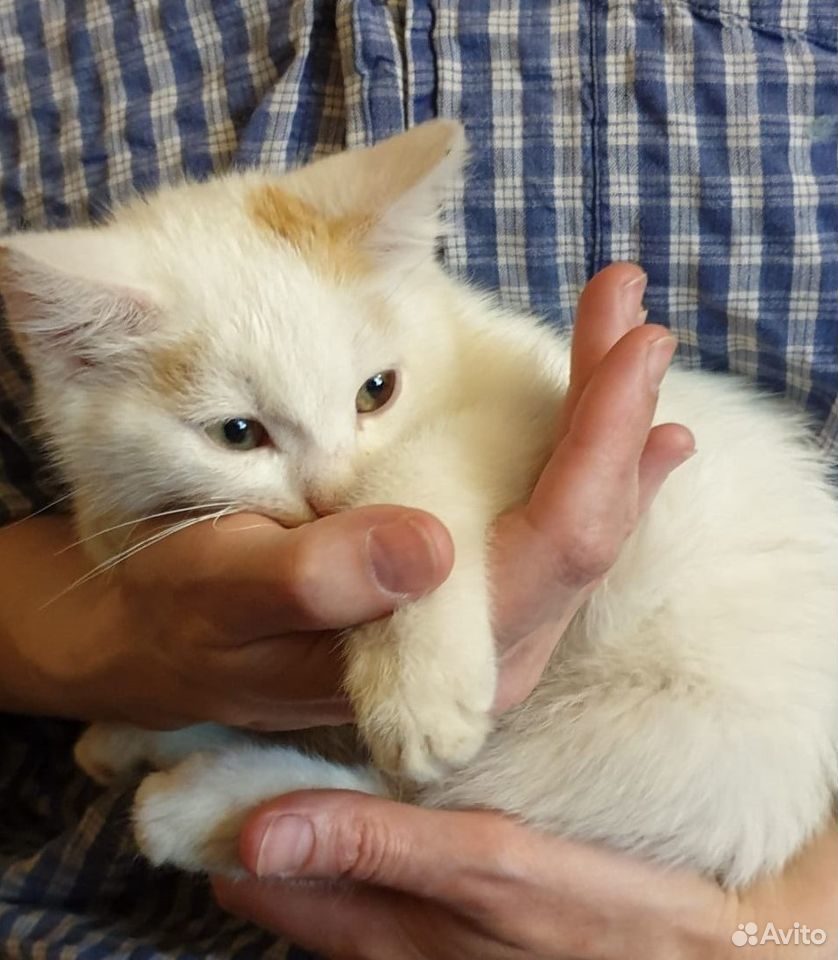 Беленький лапушка Сенжи возраст 2 мес. Рыжий хвост