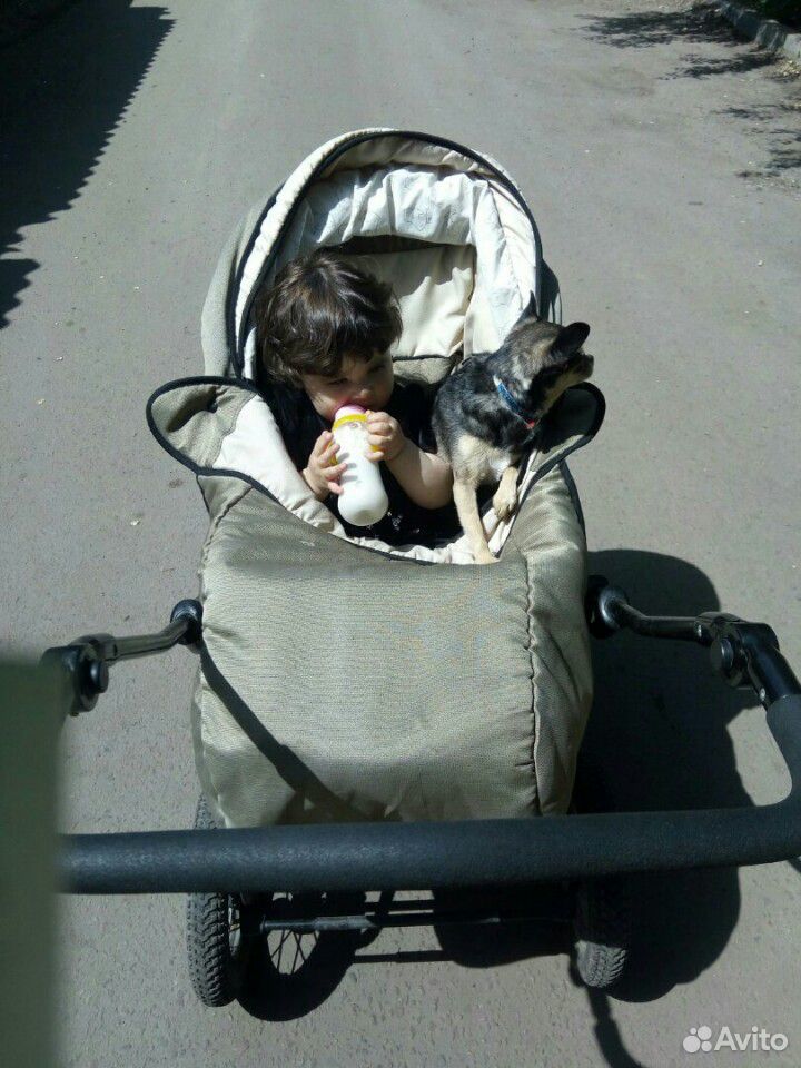 Чихуахуа