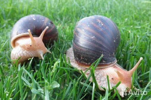 Отдам улиток Ахатин